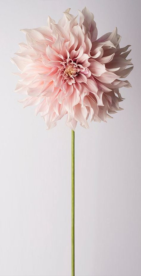 Blush | Blog mariage, Mariage original, pacs, déco